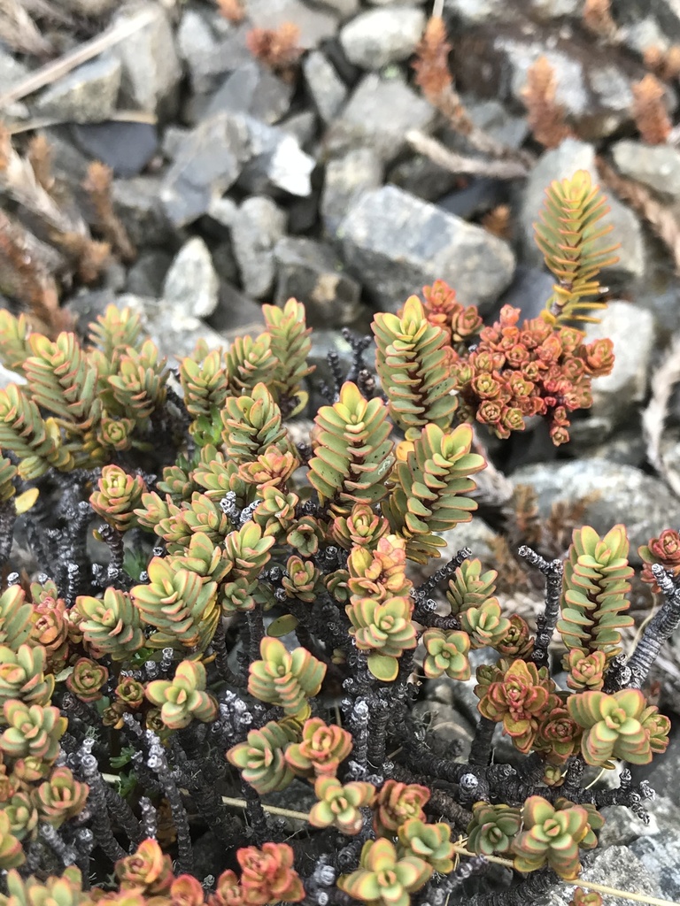 Pimelea traversii traversii from Korowai/Torlesse Tussocklands Park ...