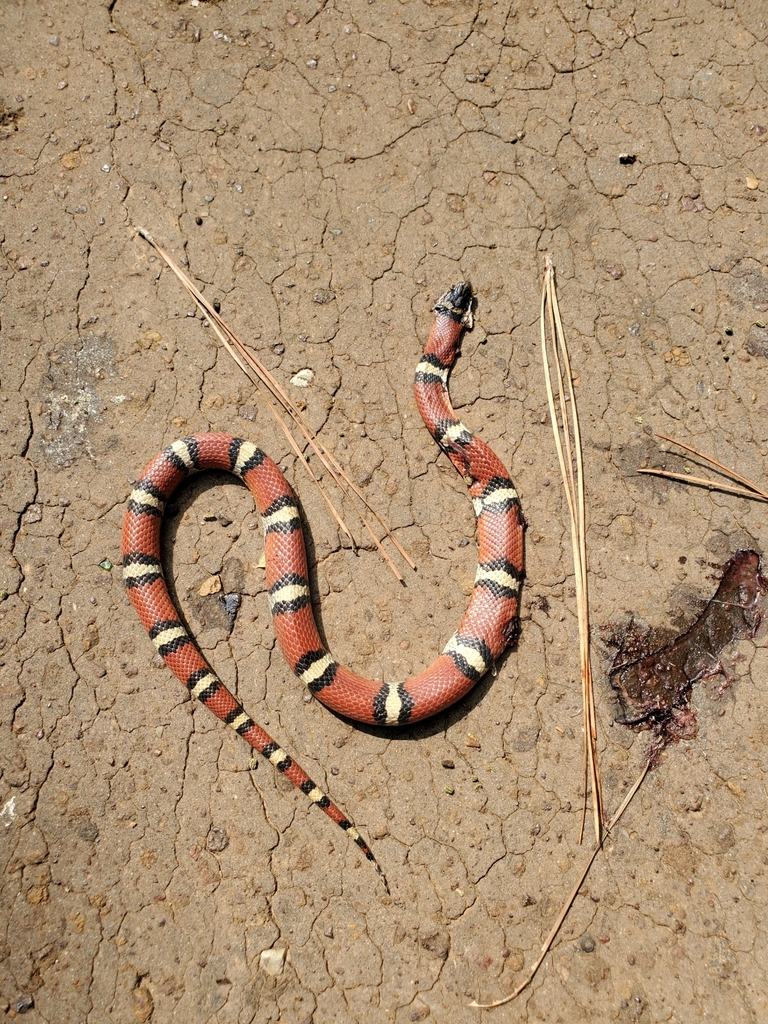 Western Milksnake from Smithland, TX 75657, USA on June 20, 2023 at 03: ...