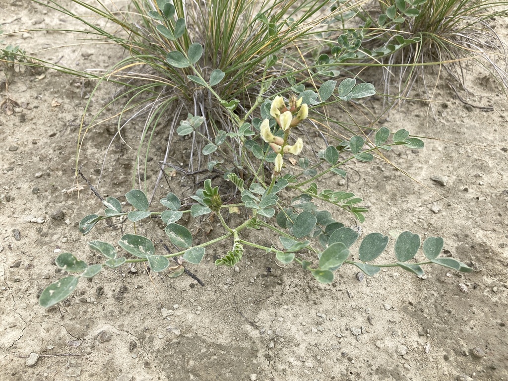 Oregon Milkvetch from Shoshoni, WY, US on June 22, 2023 at 03:51 PM by ...