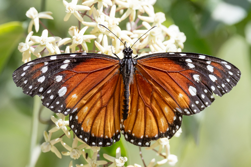 Subspecies Danaus eresimus erginus · iNaturalist