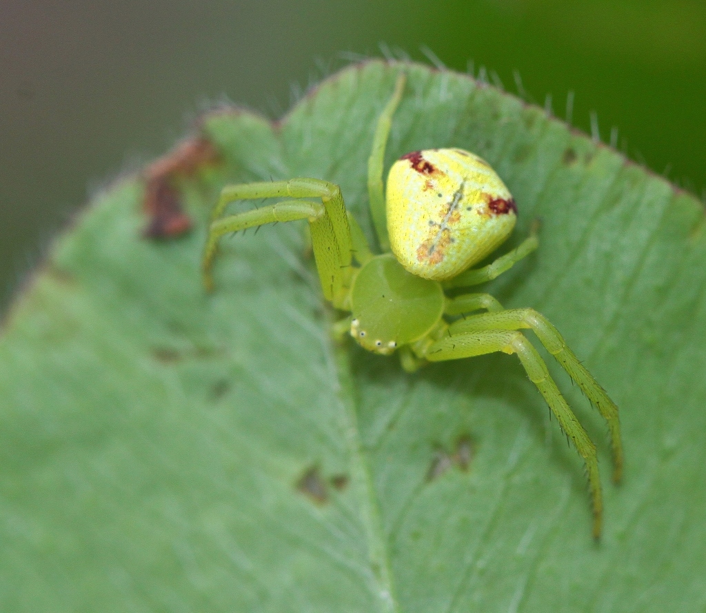 Triangle Crab Spider (Spiders of Karnataka) · iNaturalist