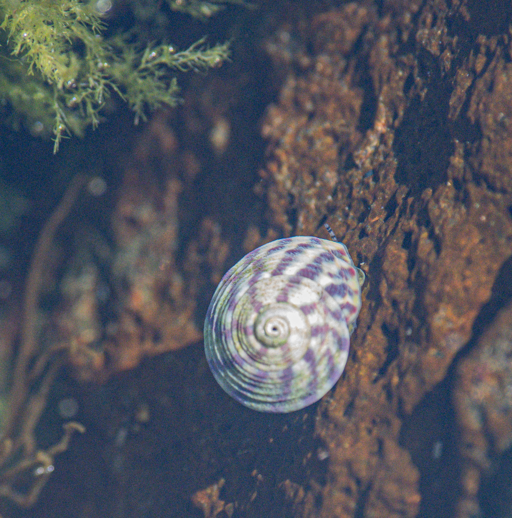 Purple Topshell from Highland Council, UK on June 9, 2023 at 04:13 PM ...