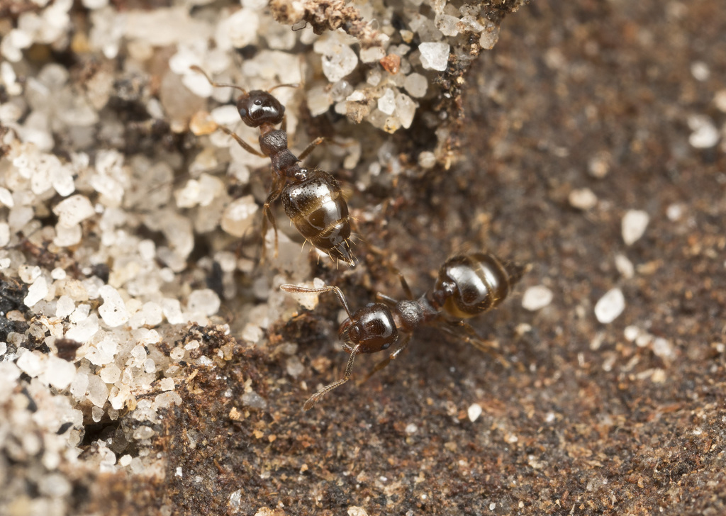 Acrobat Ants and Cocktail Ants from Wondabyne NSW 2256, Australia on ...