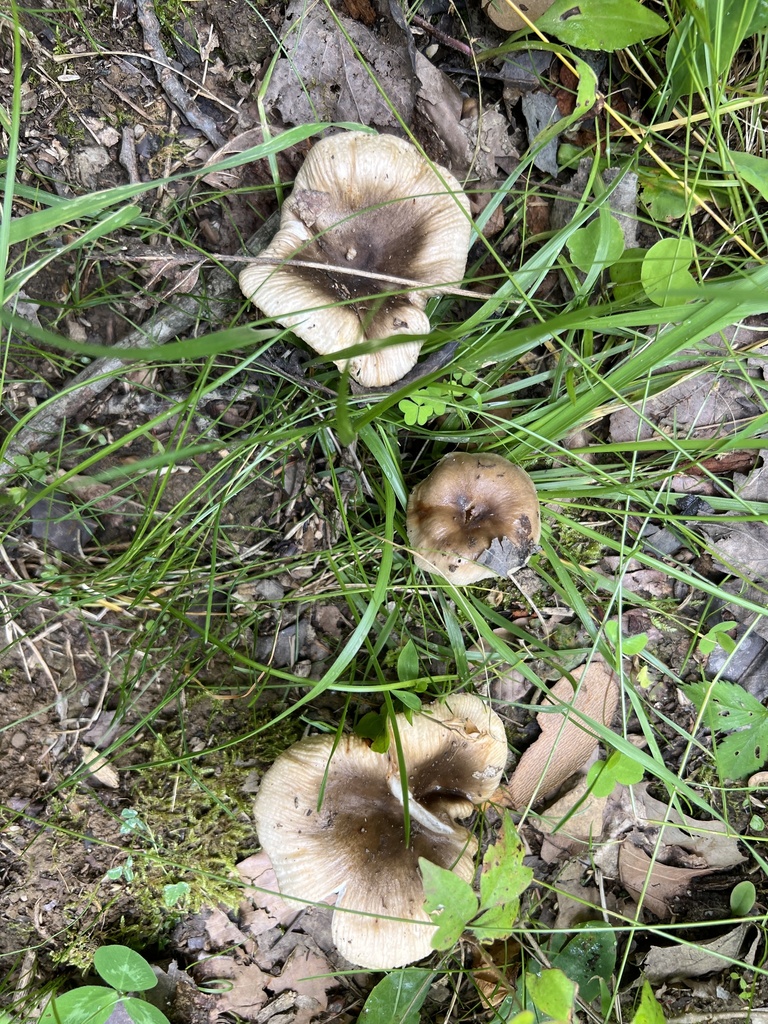 Russula pectinatoides from Albert Johnson Rd, Nashville, IN, US on June ...