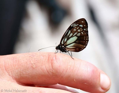 Parantica weiskei · NaturaLista Colombia