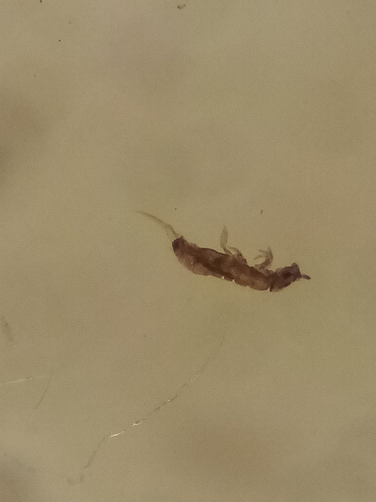 Smooth Springtails from Duvauchelle, New Zealand on March 17, 2023 by ...