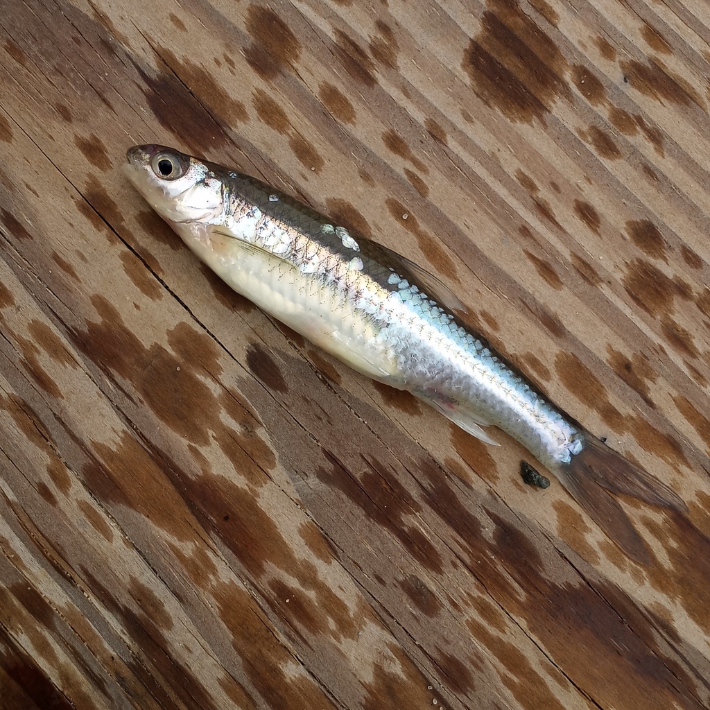 Spottail Shiner from Federalsburg, MD 21632, USA on June 22, 2023 at 02 ...