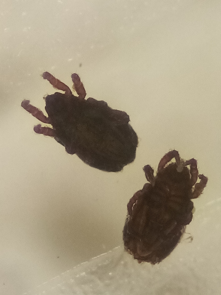 beetle mites from Duvauchelle, New Zealand on March 17, 2023 by ...
