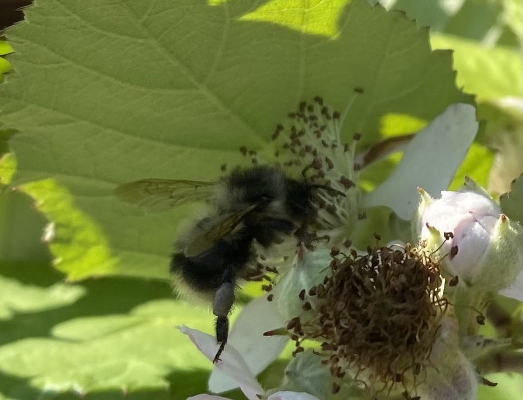 Fuzzy-Horned Bumble Bee from NE 24th St, Bellevue, WA, US on June 22 ...