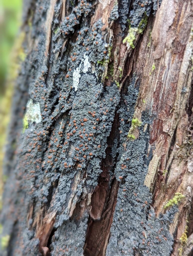 White-rimmed shingle lichen from York County, NB, Canada on June 14 ...