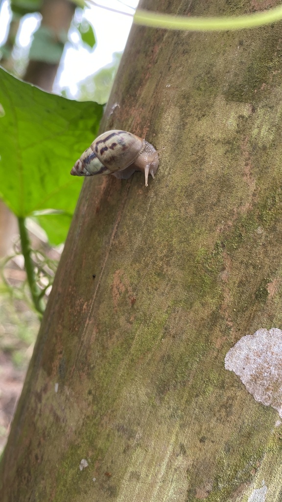 Drymaeus from Quito, Pichincha, EC on June 4, 2023 at 10:54 AM by ...