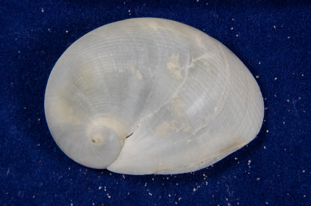 White Baby Ear (North carolina marine molluscs) · iNaturalist