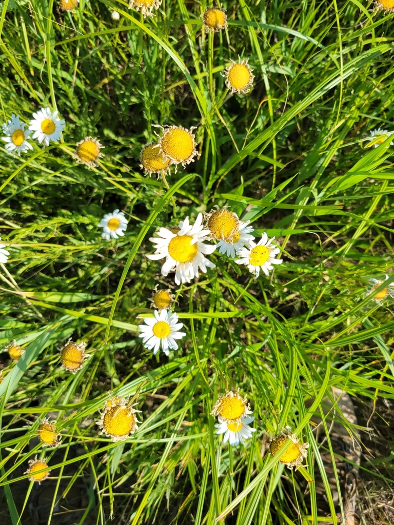 oxeye daisy from Delafield Township, MN, USA on June 22, 2023 at 05:29 ...