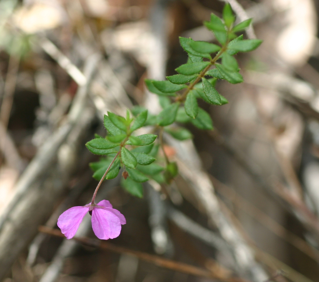 Thyme Pink-bells from Mapleton Falls NP, Gheerulla QLD 4574, Australia ...