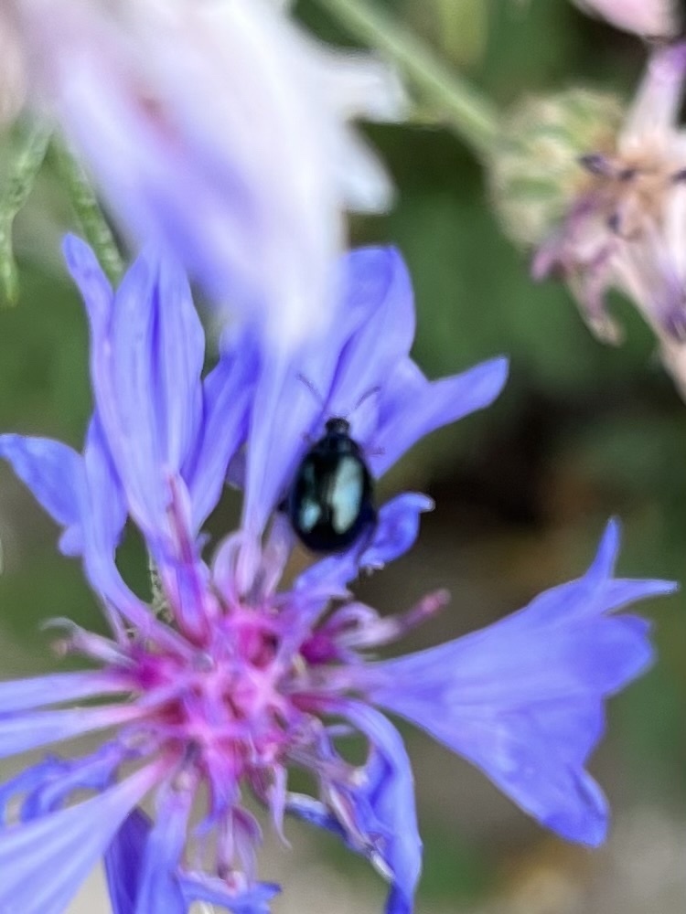 Nonarthra cyanea in June 2023 by mako328 · iNaturalist