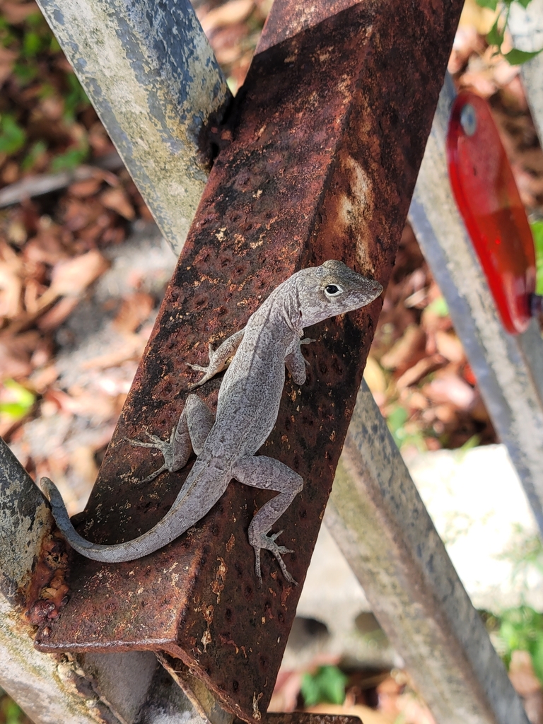 Crested Anole from La Torre, Lares 00669, Puerto Rico on June 22, 2023 ...