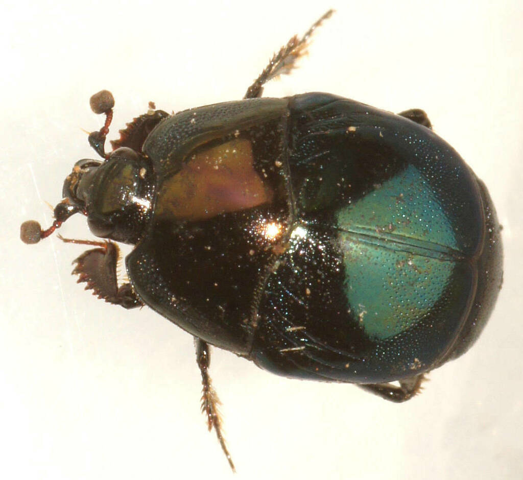 Saprinus from Swan Reach Conservation Park, SA, AU on May 15, 2019 by ...