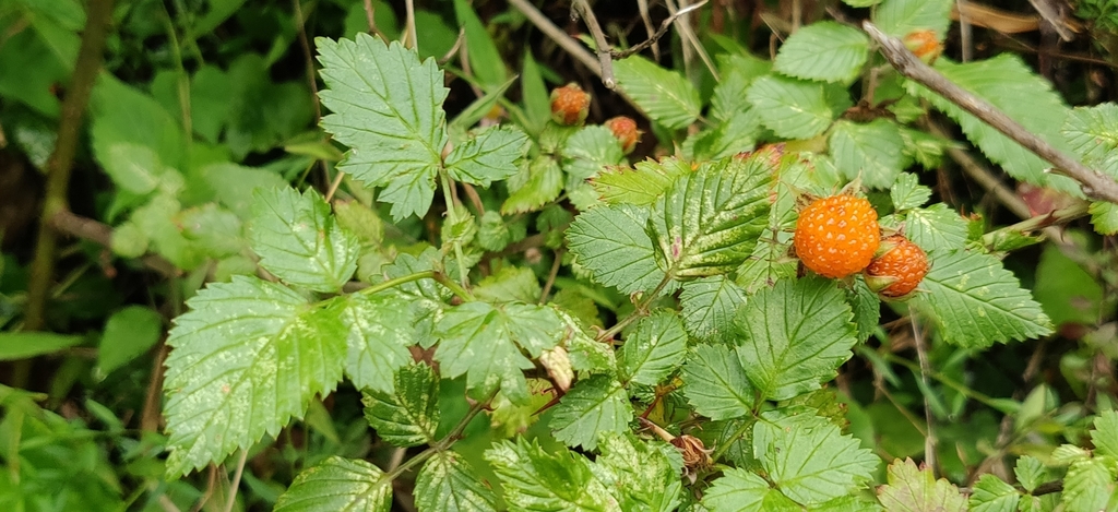 (Rubus macilentus) - Botanical Realm