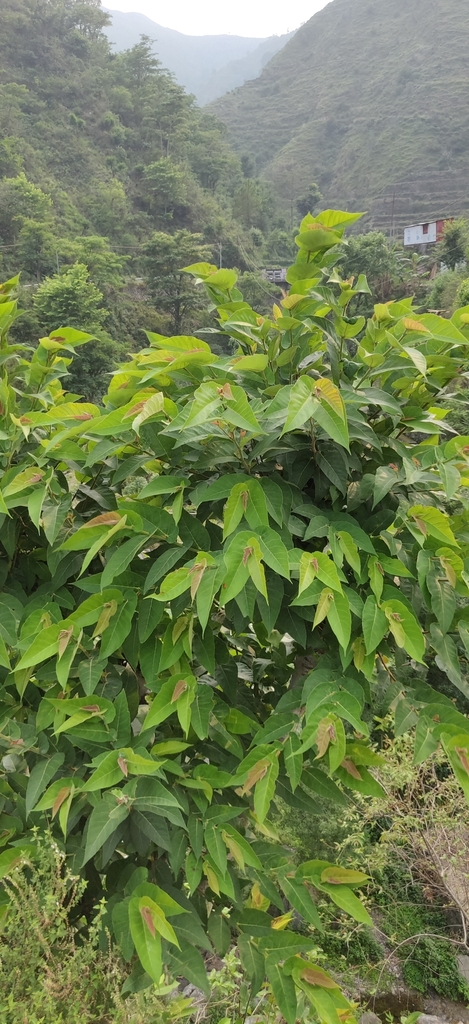 drooping fig from Laksiyar, Uttarakhand 248158, India on June 22, 2023 ...