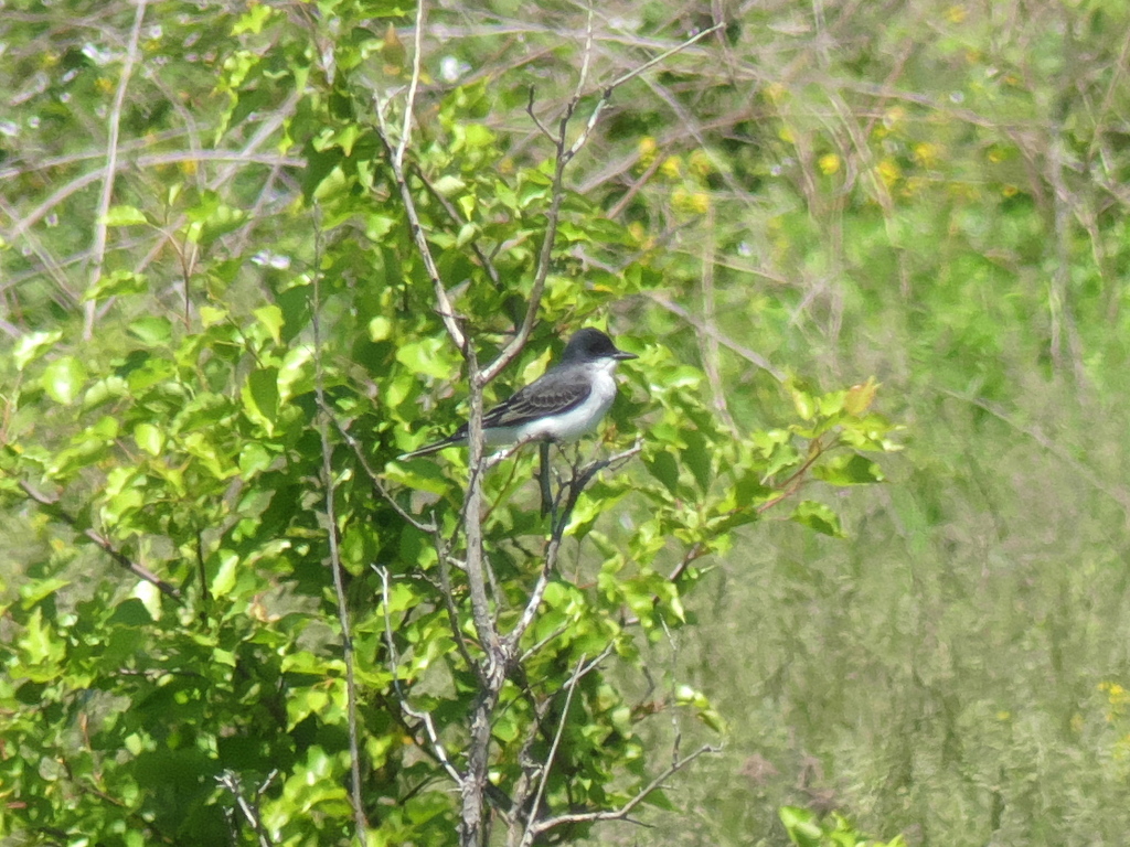 Eastern Kingbird from Duke Farms, Hillsborough Township, NJ 08844, USA ...