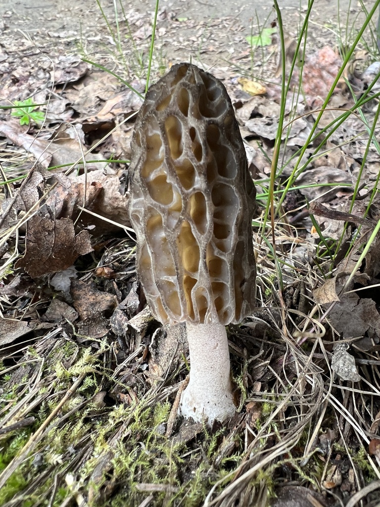 Black Morels in June 2023 by Bruce Welkovich. Tall, thin · iNaturalist