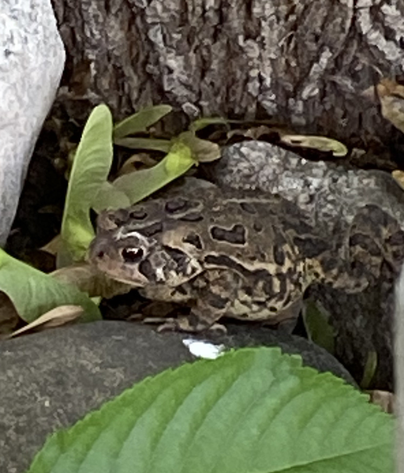 American Toad from Houghten St, Troy, MI, US on June 22, 2023 at 08:53 ...