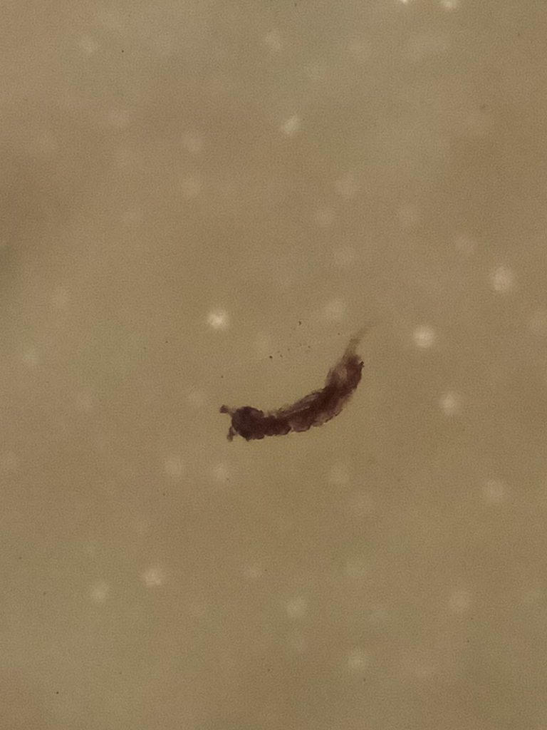 Plump Springtails from Duvauchelle, New Zealand on March 17, 2023 by ...