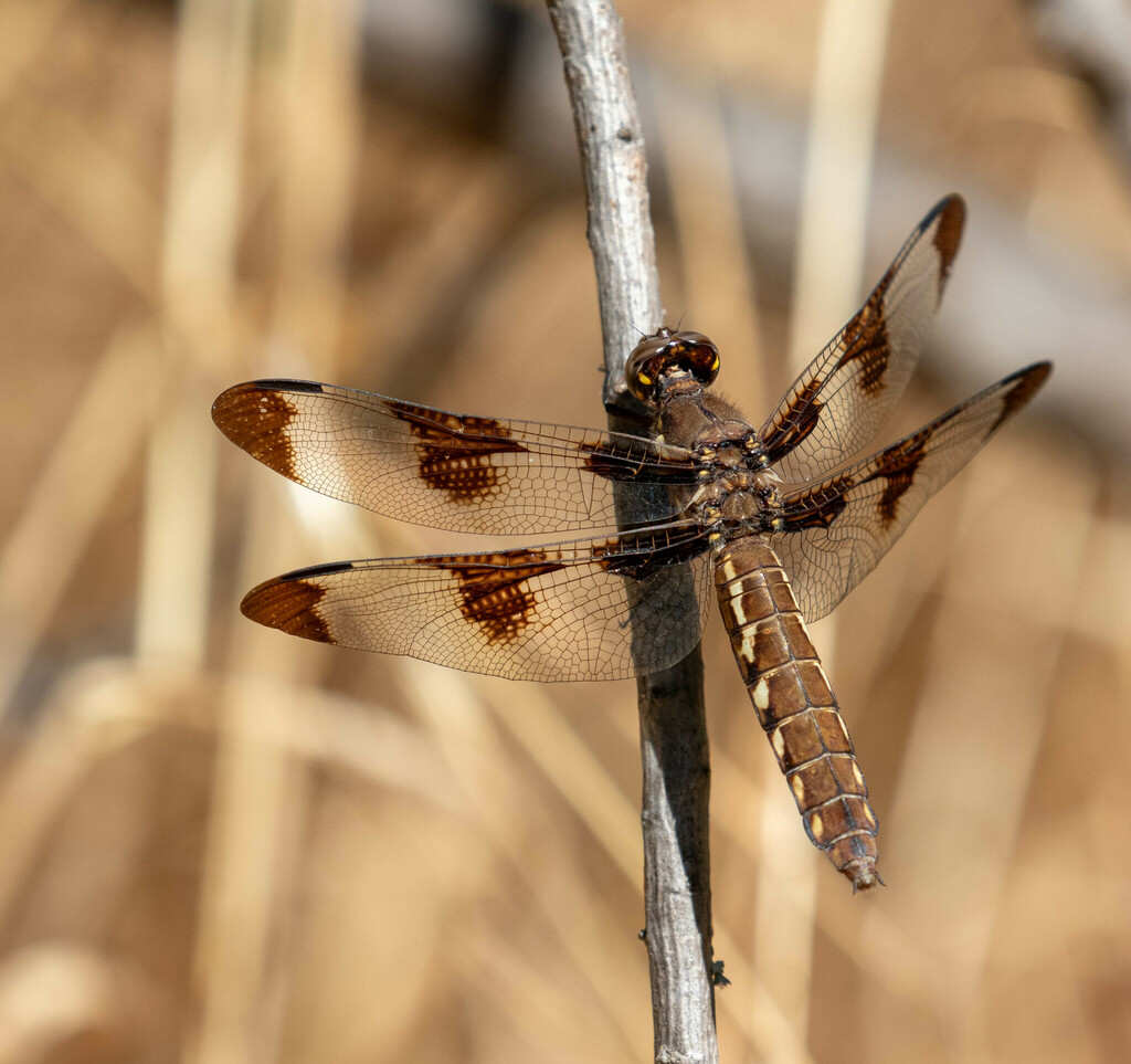 Common Whitetail from Mount Diablo SP, Three Springs Area, Contra Costa ...