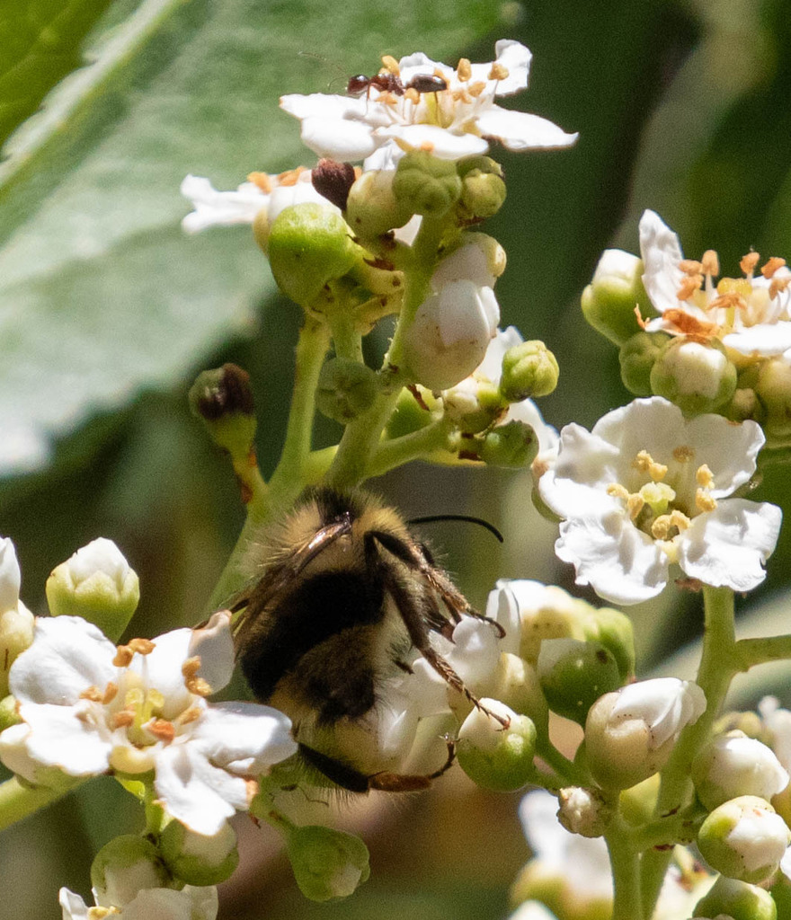 Black-tailed Bumble Bee from Mount Diablo SP, Three Springs Area ...