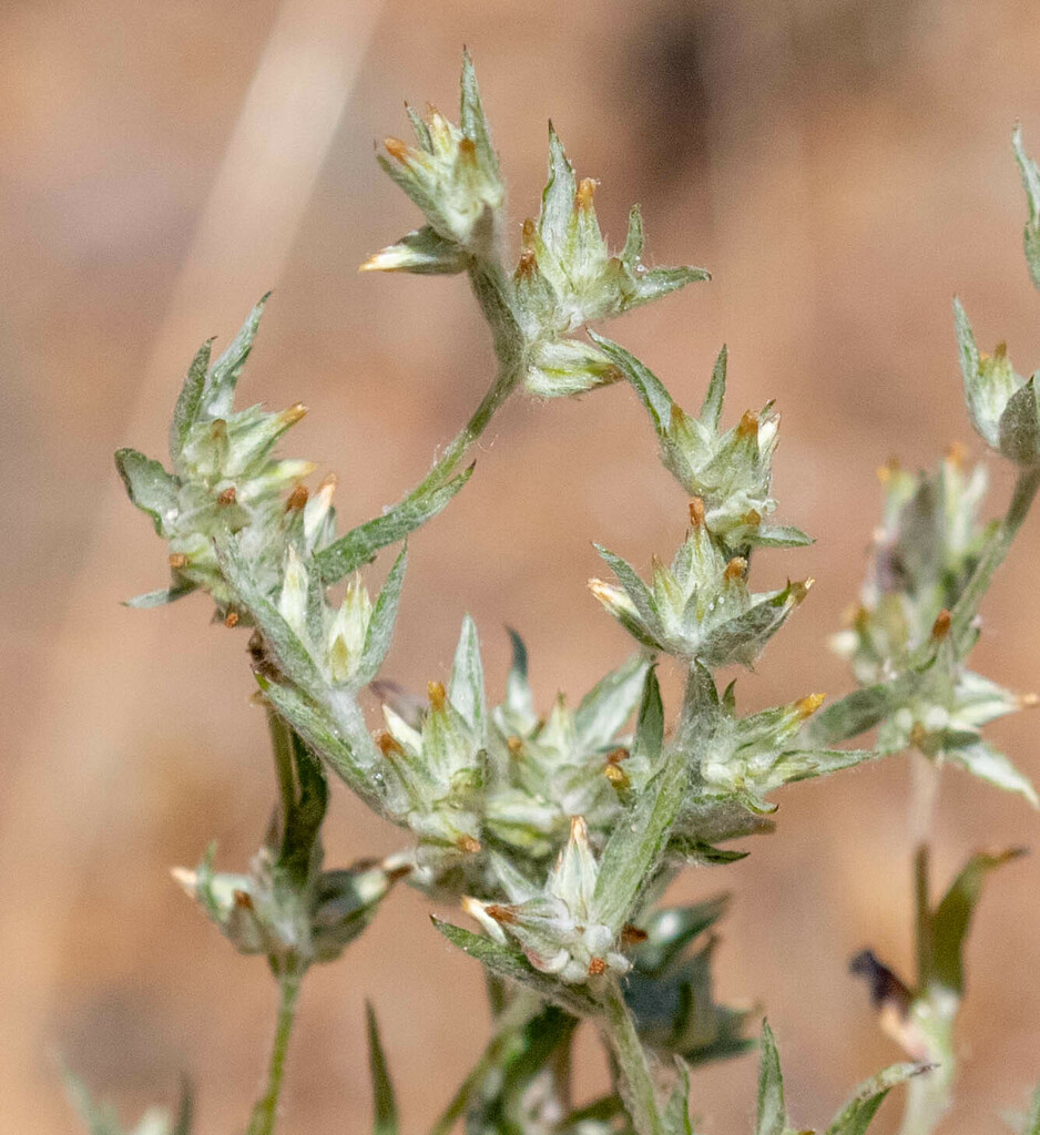 narrowleaf cottonrose from Mount Diablo SP, Three Springs Area, Contra ...
