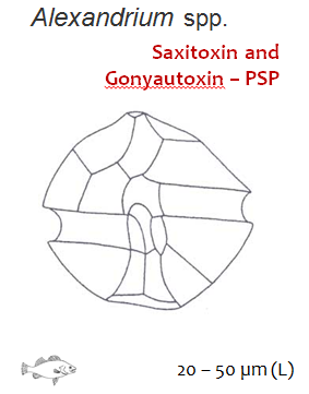 Alexandrium (GTM Research Reserve Plankton Guide) · iNaturalist