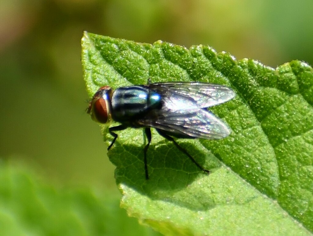 Secondary Screwworm Fly from Port Aransas, TX, USA on June 21, 2023 at ...