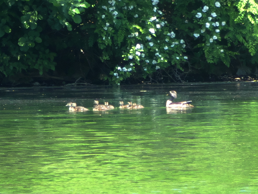 Wood Duck from Duke Farms, Hillsborough Township, NJ 08844, USA on May ...