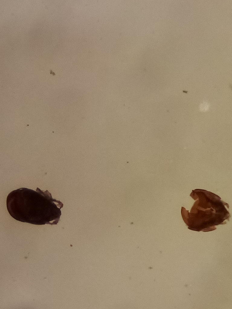 Hardbacked Ticks from Duvauchelle, New Zealand on March 17, 2023 by ...