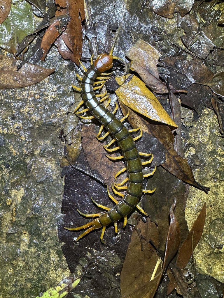 Chinese Red-headed Centipede from 臺灣島, 中山區, TPE, TW on June 23, 2023 at ...