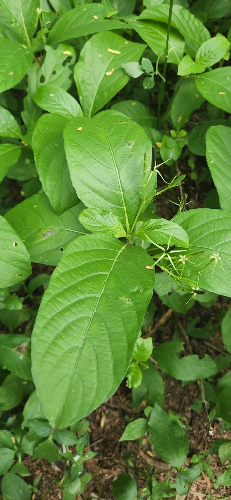 popping pod from 9XH3+863 Parque Ecologico de Nigua, San Gregorio de ...