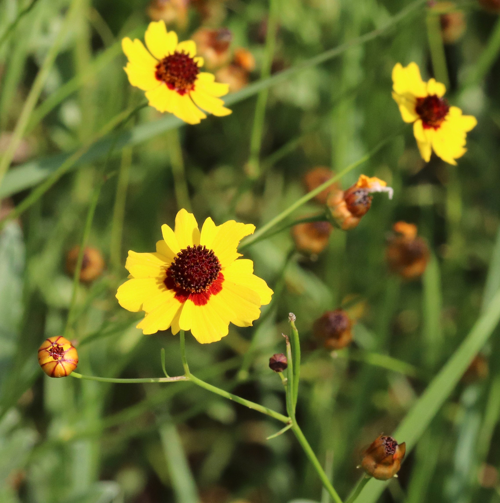 plains coreopsis from Mallet Ranch, TX, USA on June 20, 2023 at 11:33 ...