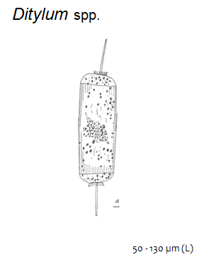 Ditylum (GTM Research Reserve Plankton Guide) · iNaturalist