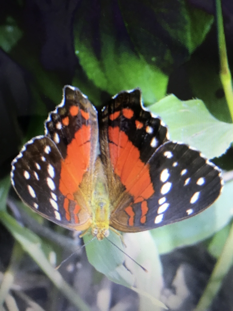 Mariposa pavo real roja desde Calle 2A, San Gil, Santander, CO el 22 de ...