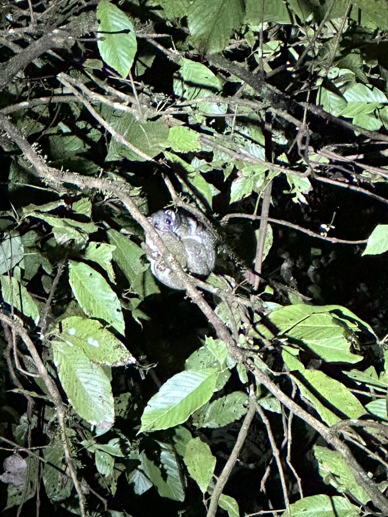Green Ringtail from Atherton, QLD, AU on June 14, 2023 at 07:46 PM by ...