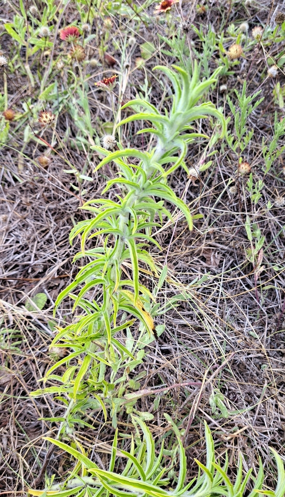 Seaside Beebalm in June 2023 by Michael Orgill · iNaturalist