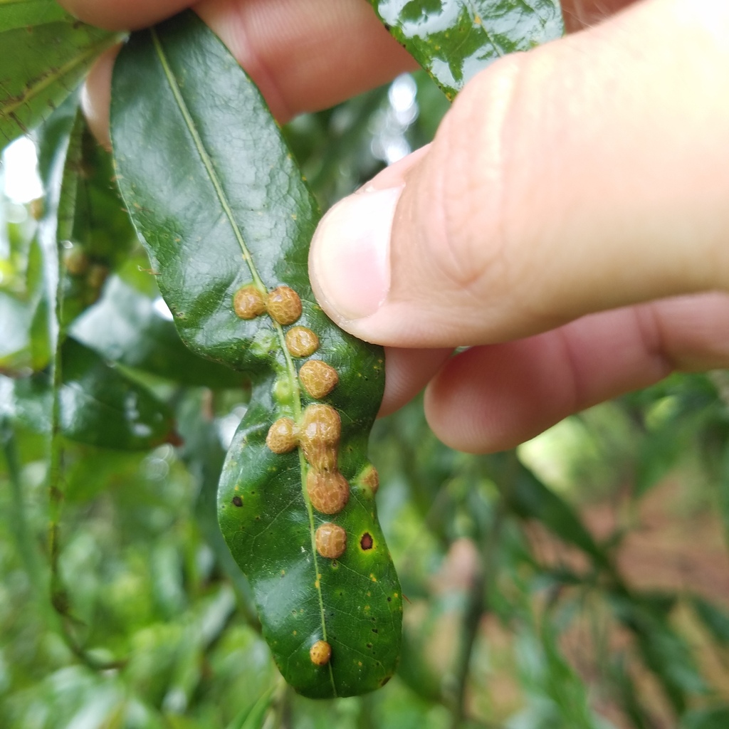 Oak Leaf Gall Midge from Anne Arundel County, MD, USA on June 22, 2023 ...