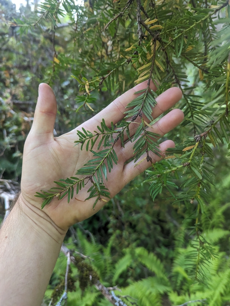 Pacific yew from Ono, CA 96047, USA on June 22, 2023 at 08:52 AM by ...