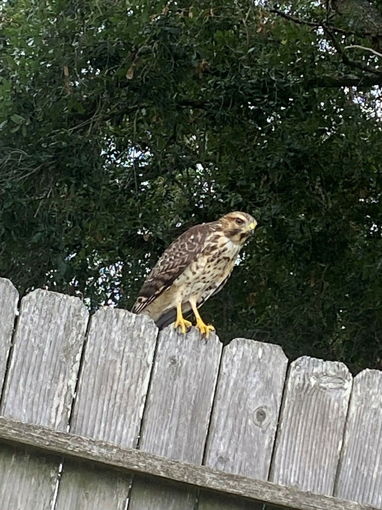 Red-shouldered Hawk from Heritage Park, Houston, TX, USA on June 22 ...