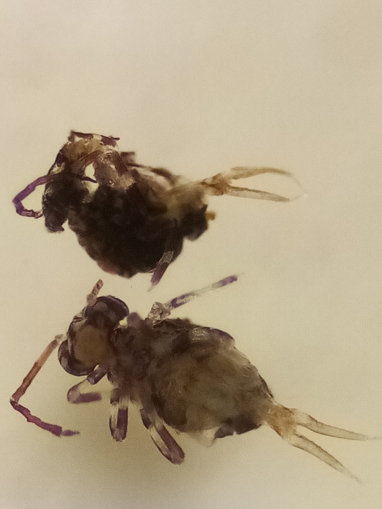 Globular Springtails from Duvauchelle, New Zealand on March 17, 2023 by ...