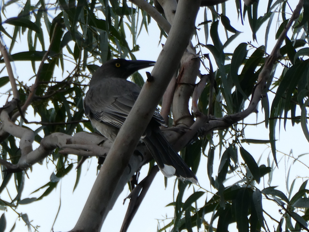 South-eastern Grey Currawong from Somerville VIC 3912, Australia on ...