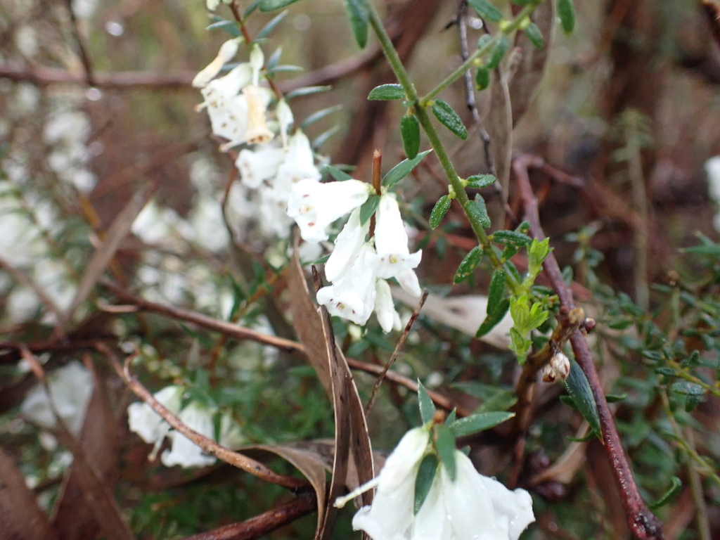 Common Heath from Somerville VIC 3912, Australia on June 23, 2023 at 10 ...