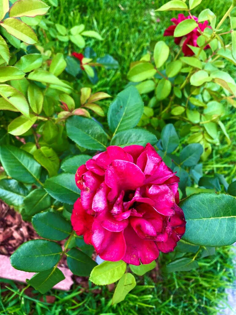 roses from Heritage Park, Houston, TX, USA on June 22, 2023 at 10:38 PM ...