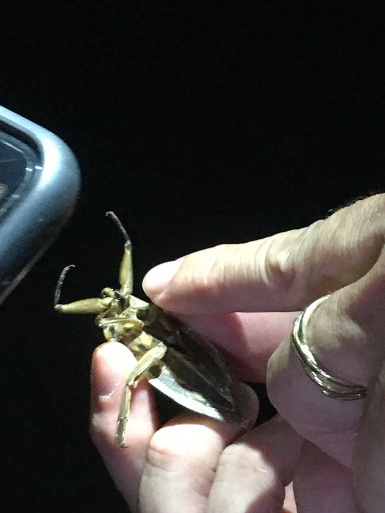 Eastern Toe-biter from Glen Rose, TX, US on May 27, 2023 at 10:33 PM by valt · iNaturalist