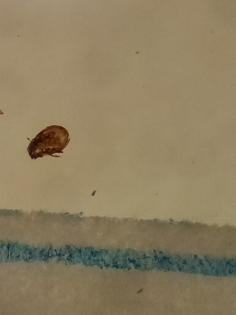 beetle mites from Duvauchelle, New Zealand on March 17, 2023 by ...